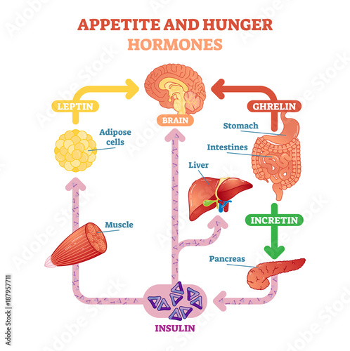 Appetite and hunger hormones vector diagram illustration, graphic ...