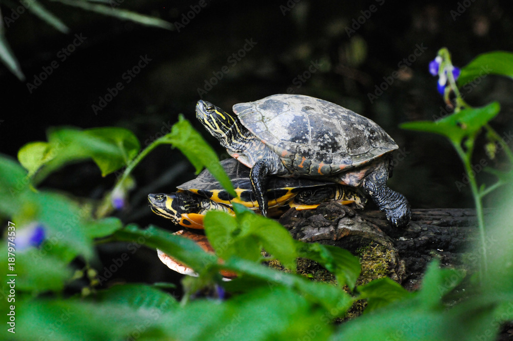 Turtles mating in a water in a temple in Penang, Malaysia Stock Photo ...