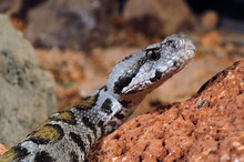 Venomous Snake Free Stock Photo - Public Domain Pictures