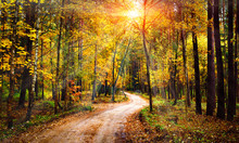 Autumn Path Through The Woods Free Stock Photo - Public Domain Pictures