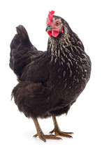 Black Hen Free Stock Photo - Public Domain Pictures