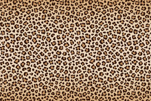 Leopard Print Border Free Stock Photo - Public Domain Pictures
