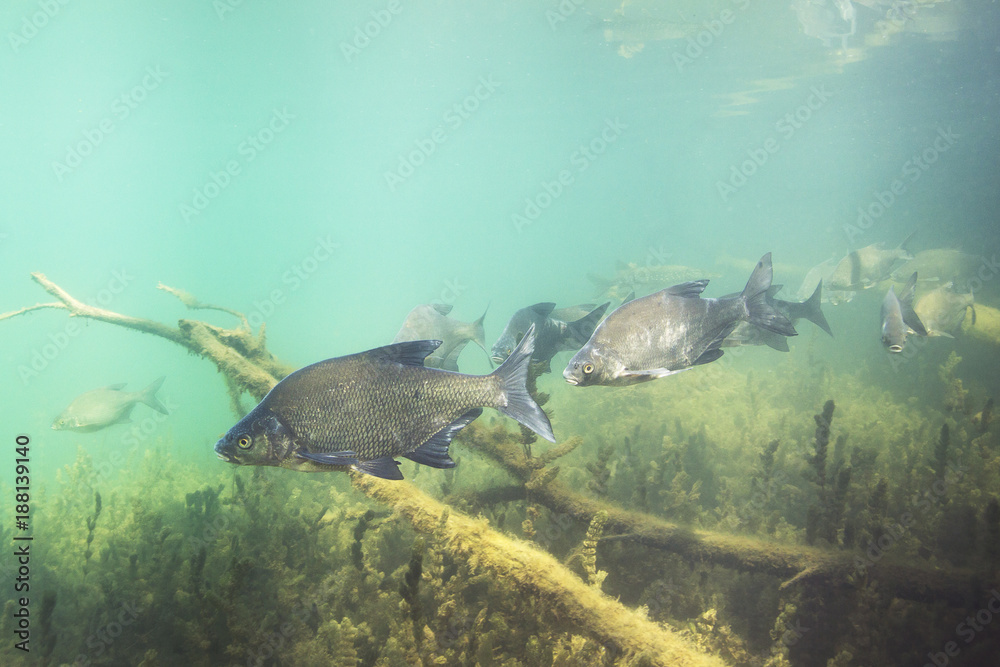 Underwater photography of Carp bream (Abramis Brama). Beautiful fish in ...