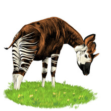 African Okapi Free Stock Photo - Public Domain Pictures