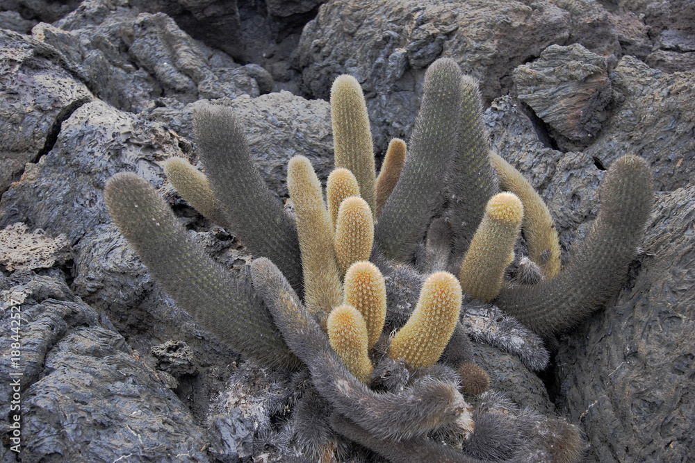 Lava Cactus (Brachycereus nesioticus), Punta Moreno, Isabela island ...