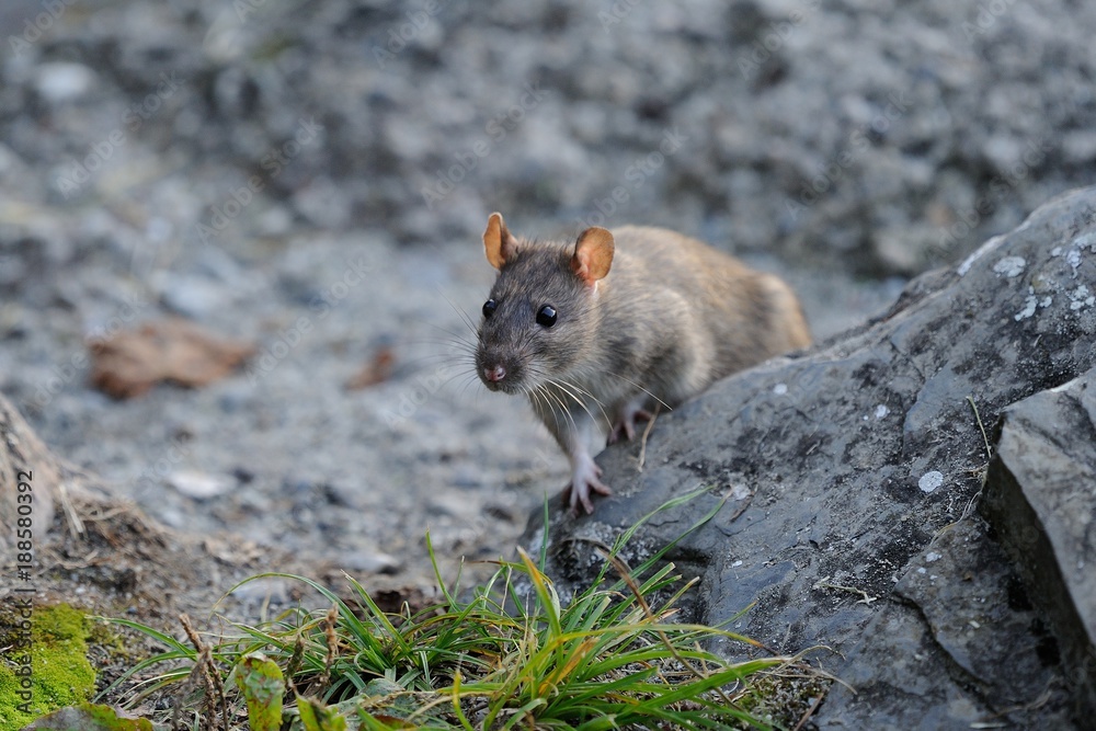 gray rat the carrier of diseases by cities and villages,a dangerous ...