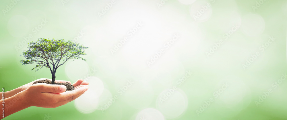 International day of forest concept: Human hands holding big tree over ...