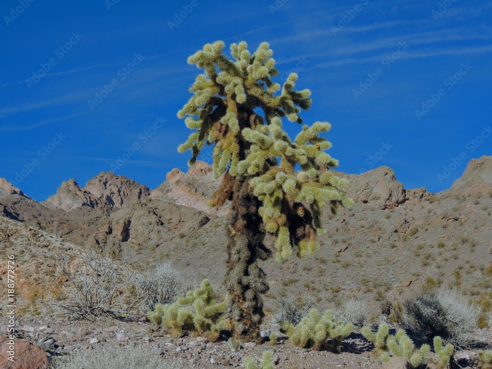 Fotografie Cholla Jumping Cactus, Cylindropuntia fulgida, the jumping ...