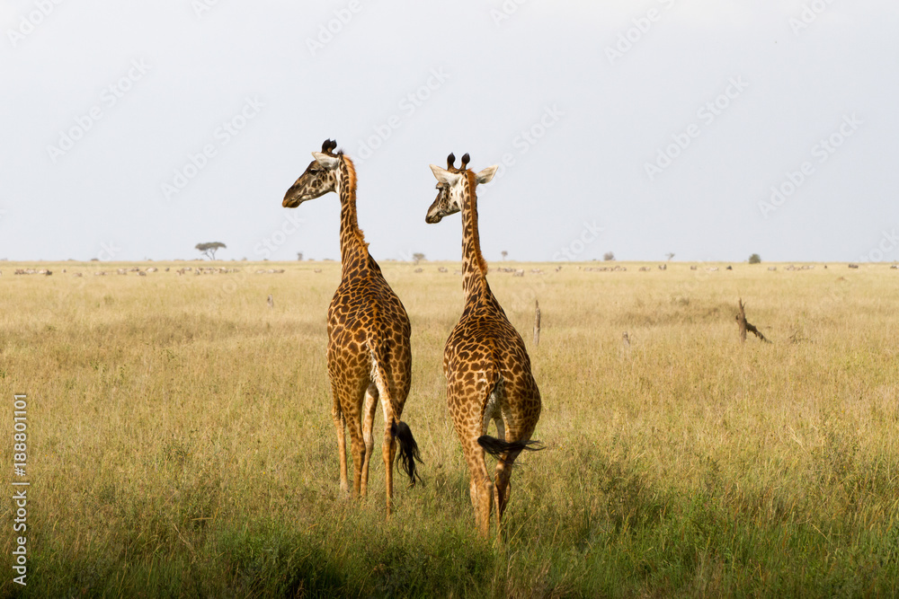 The giraffe (Giraffa), genus of African even-toed ungulate mammals, the ...