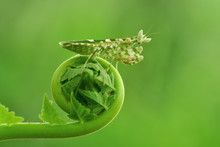 Praying Mantis And Water Drops Free Stock Photo - Public Domain Pictures