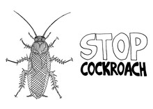 Grey Cockroach Free Stock Photo - Public Domain Pictures