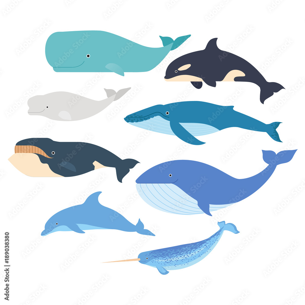 Whales and dolphin set. Marine mammals illustration. Narwhal, blue ...