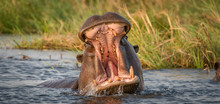 Hippo Mouth Free Stock Photo - Public Domain Pictures