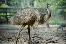 Emu Free Stock Photo - Public Domain Pictures