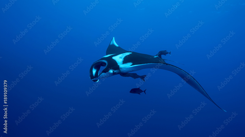 Giant Oceanic Manta Ray, diving in Socorro, Mexico. Revillagigedo ...