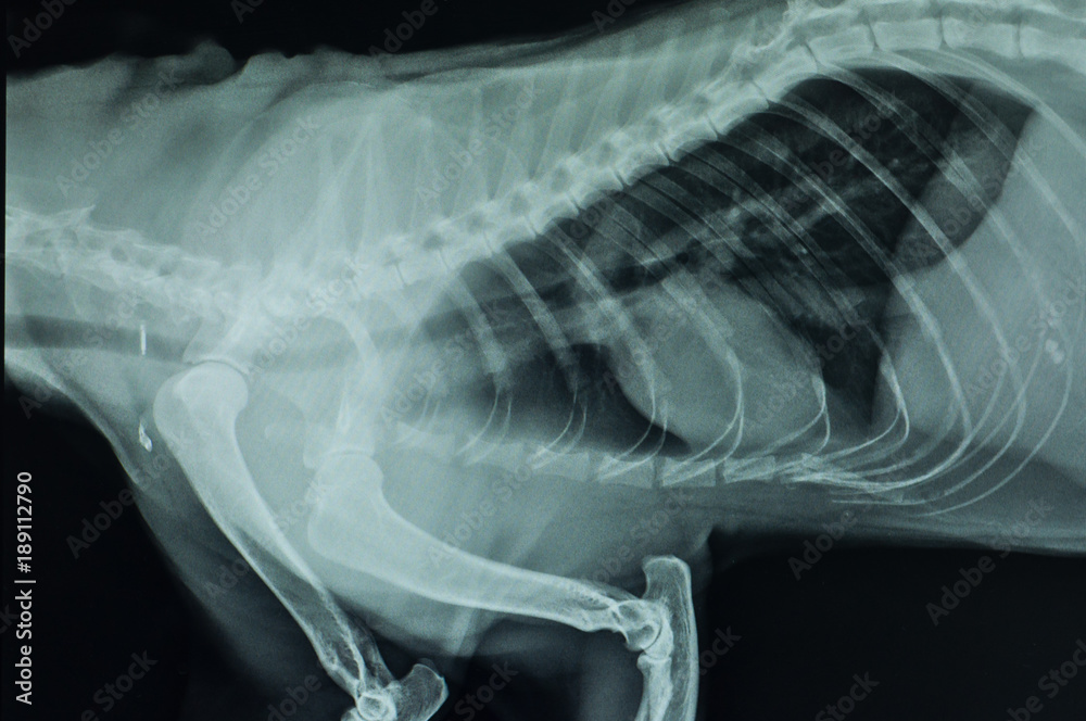 thorax lateral x-ray Stock Photo | Adobe Stock