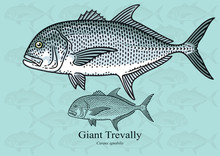 Giant Trevally Free Stock Photo - Public Domain Pictures