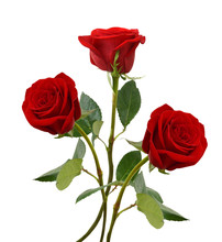 Three Red Roses Isolated On White Free Stock Photo - Public Domain Pictures