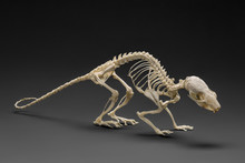 Rat Skeleton Free Stock Photo - Public Domain Pictures