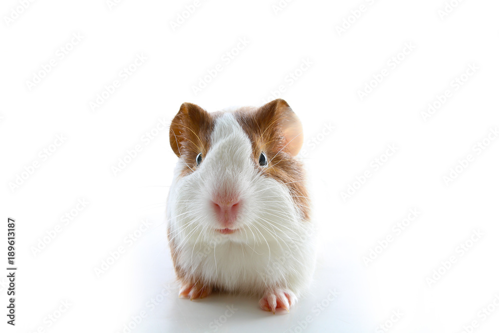 Guinea pig on studio white background. Isolated white pet photo ...