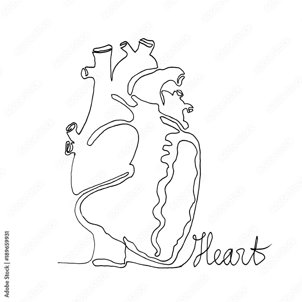 Continuous one line drawing. Anatomy humans heart. Minimalism style ...