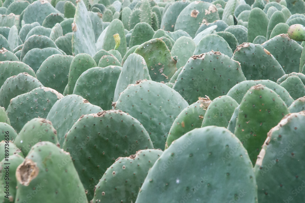 Plantas de chumbera (Opuntia ficus-indica) en un vivero. Es una especie ...
