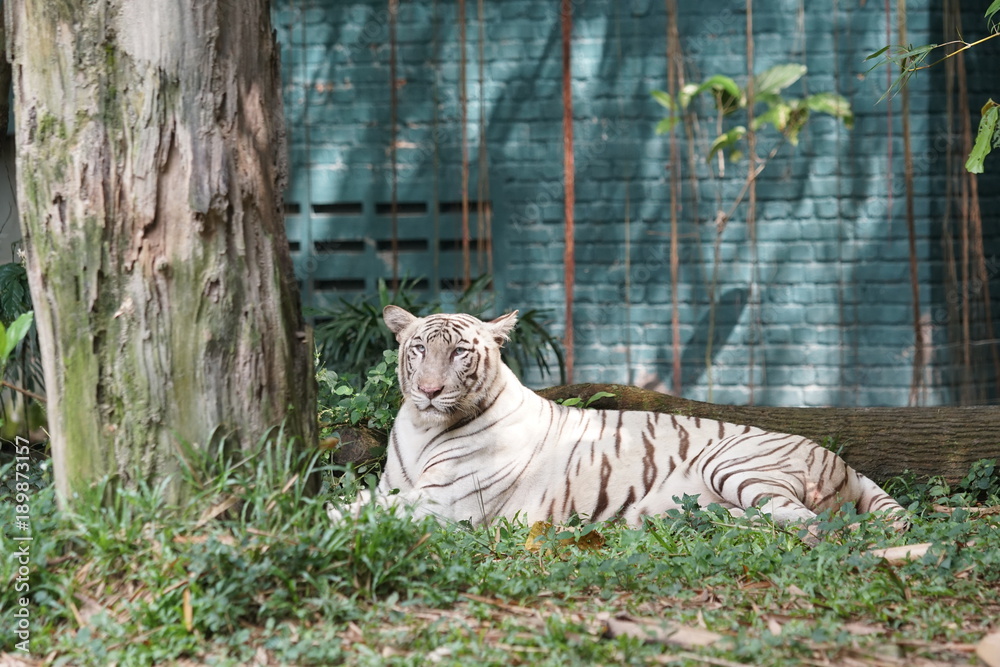 Big white male bengal tiger (Panthera tigris). The tiger has the black ...