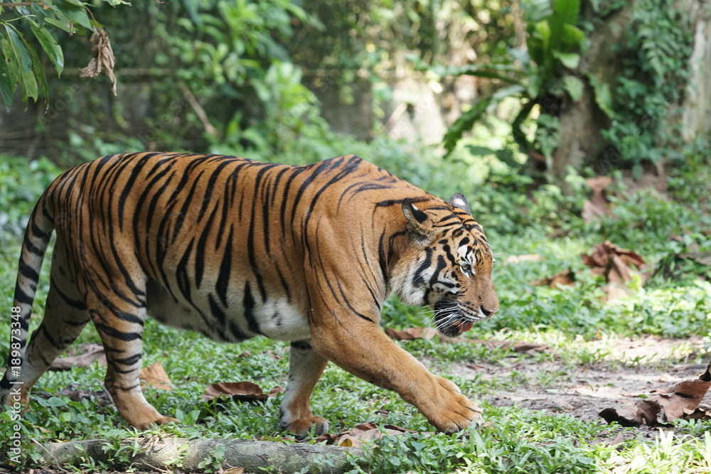 A female Malayan tiger (Panthera tigris jacksoni) take a walk around ...