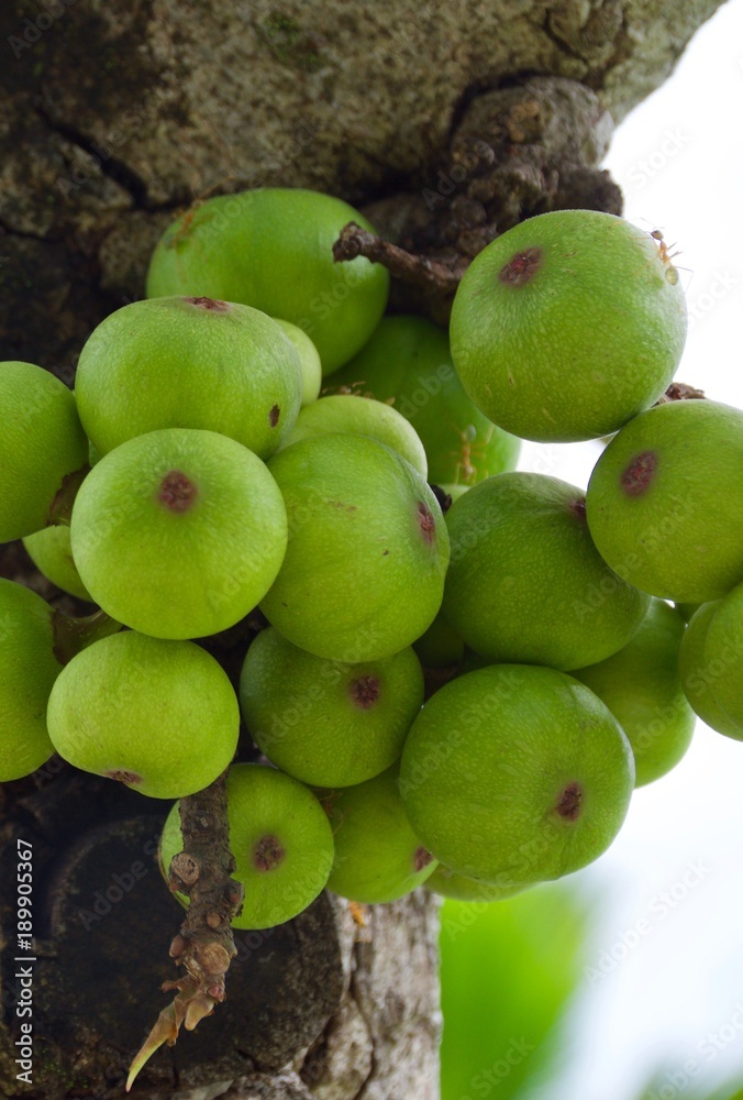 Australian Green Ants crawling over fruit on the trunk of rainforest ...