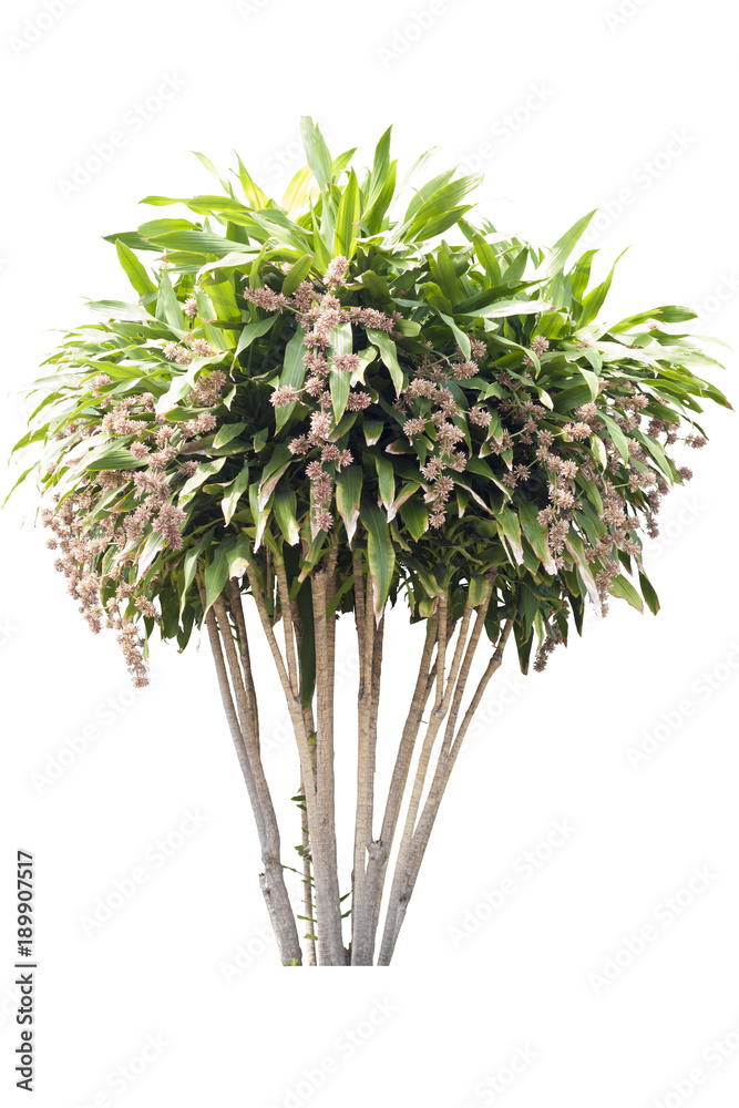 Dracaena fragrans tree with flower one time of year on white background ...