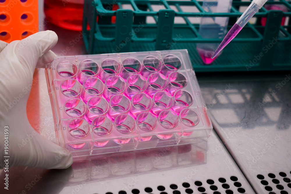 Well plates with a cell samples inside and loading a sample with a ...