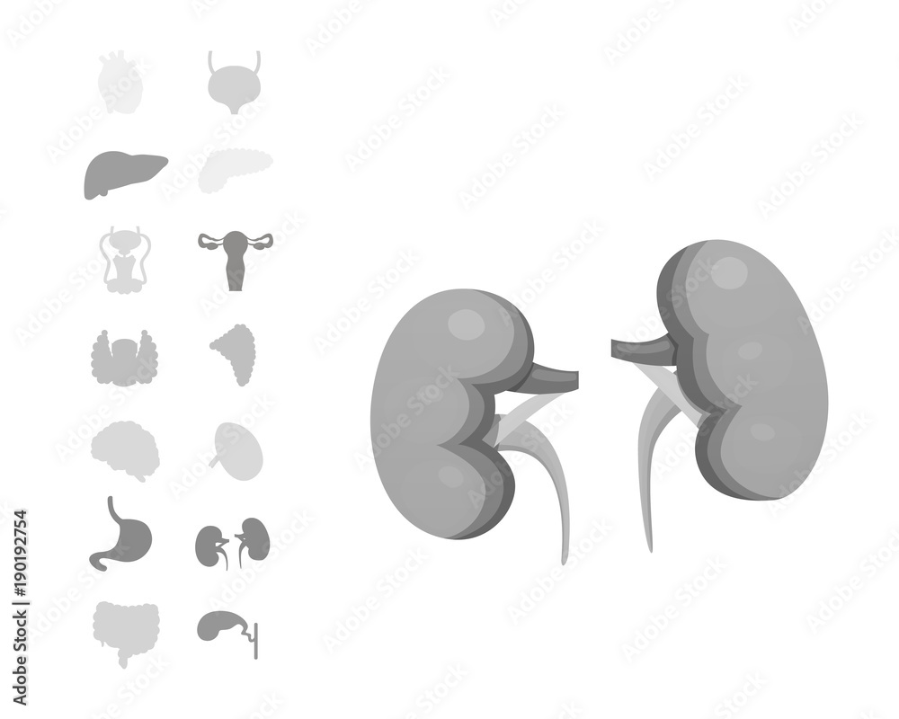 Cartoon human organs vector set . Anatomy of body. Reproductive system ...
