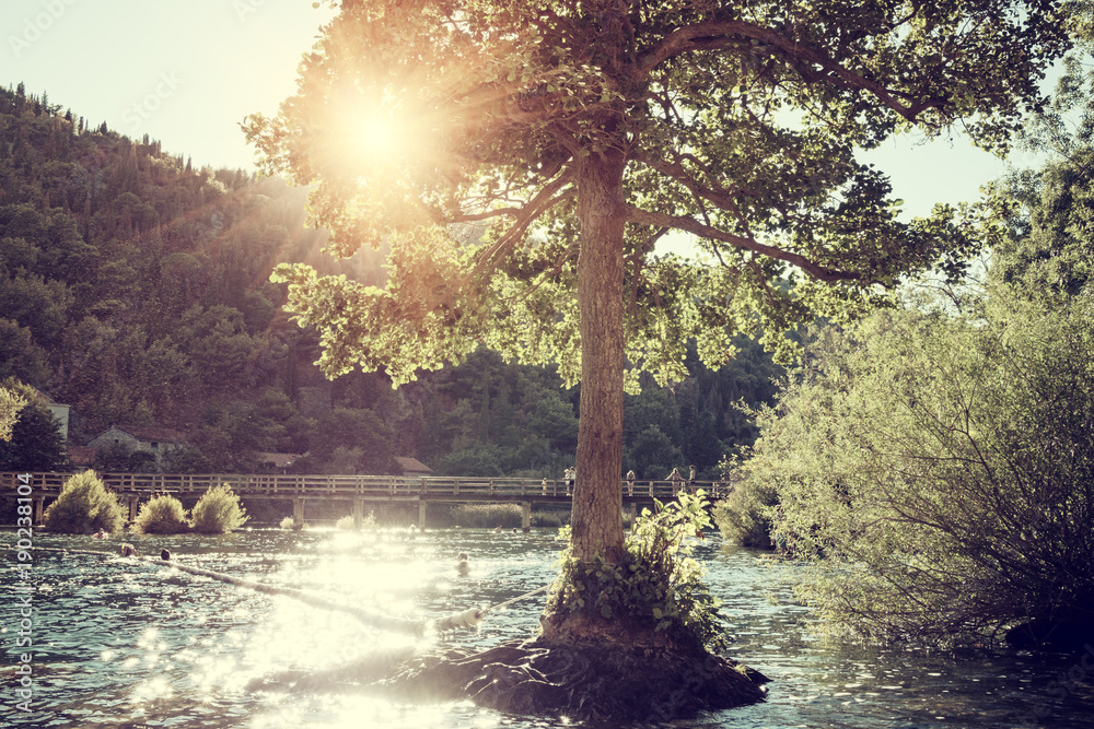 Sunny tree on the river Krka in the Krka National Park near famous ...