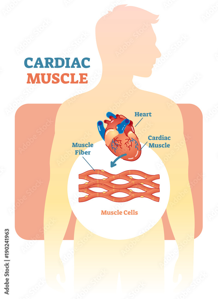 Cardiac muscle vector illustration diagram, anatomical scheme with ...