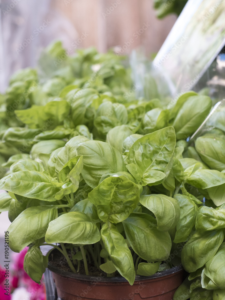 Cultivation of a specific type of basil called basil of Albenga in pot ...