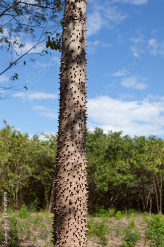 Tree Trunk Covered in Spikes Stock Photo | Adobe Stock