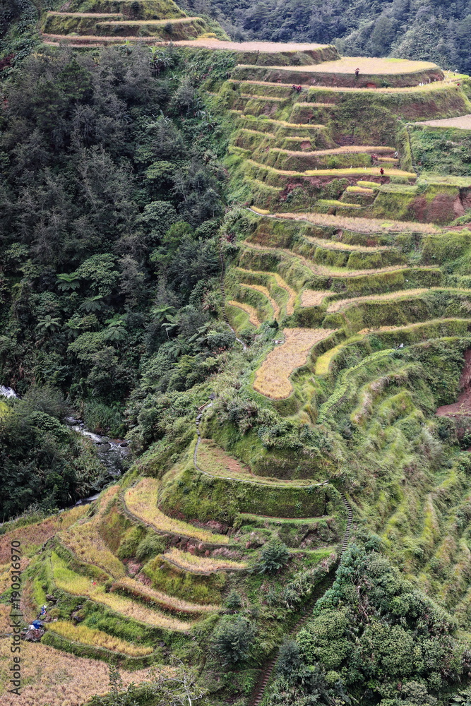 Banaue village-rice terraces seen from the main viewpoint. Ifugao ...