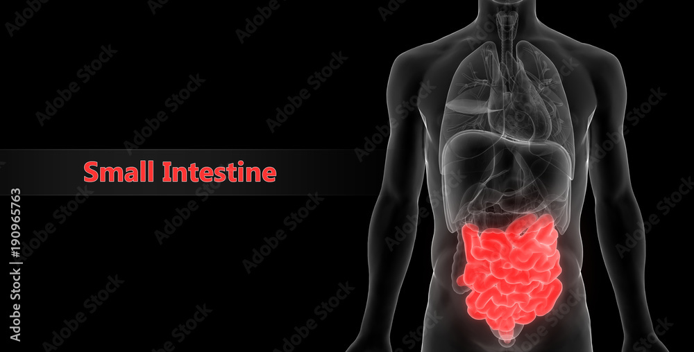 Human Digestive system Anatomy (Small Intestine) Stock Illustration ...