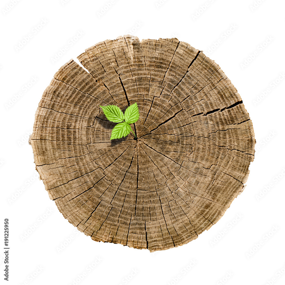 New young sprout growing from old wood tree stump. Renewal concept ...