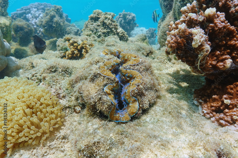 Bivalve mollusk maxima clam, Tridacna maxima, underwater in the Pacific ...
