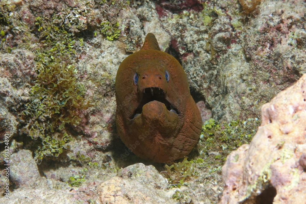 Giant moray eel face, Gymnothorax javanicus, underwater in the Pacific ocean, French Polynesia ...