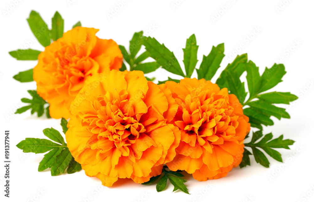 fresh marigold flowers isolated on white background Stock Photo | Adobe ...
