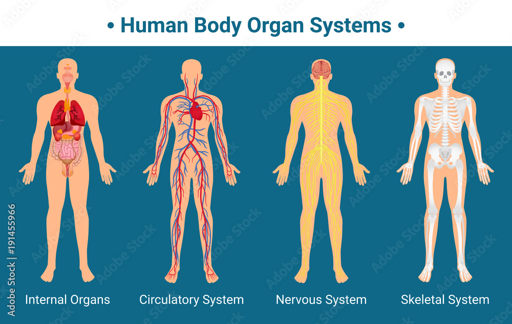 Human Body Organ Systems Poster Stock Vector | Adobe Stock