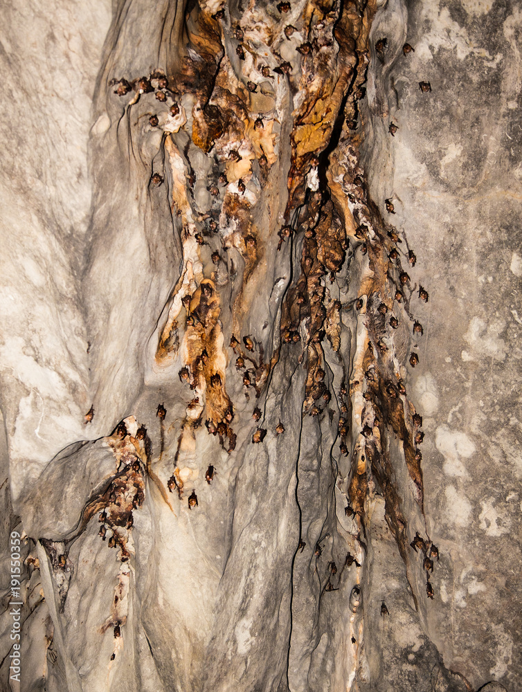 Bets at cave of Puerto Princesa subterranean underground river, Palawan ...