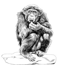 Chillin' Chimp Free Stock Photo - Public Domain Pictures