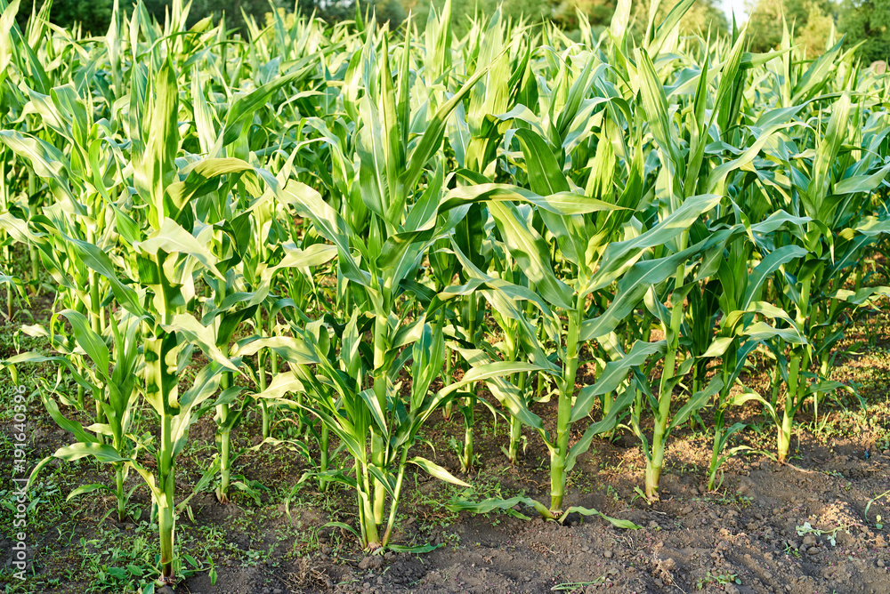 Corn field against blue sky at sunset, copy space. Young maize ...