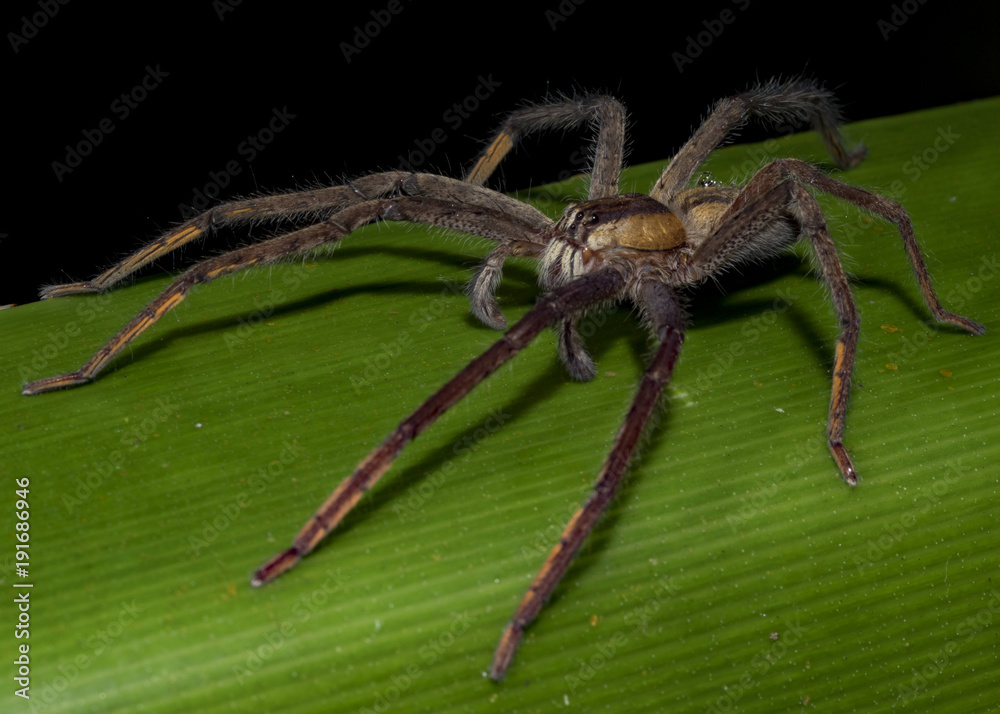 Wolf spider (family Lycosidae), Tortuguero National Park, Costa Rica ...