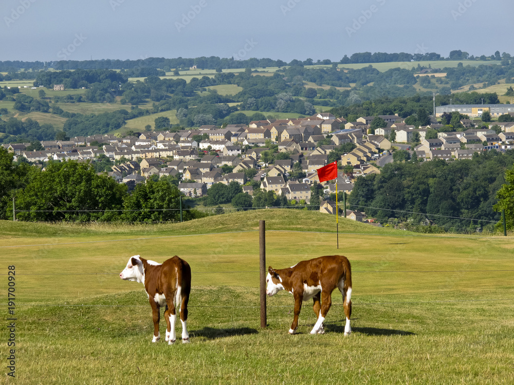 Cattle roam freely around the golf course on Minchinhampton Common in ...