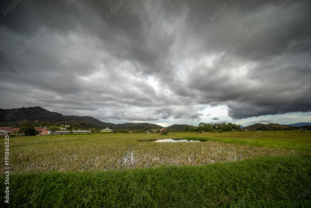 View of paddy field during harvest season in Bario, Sarawak - a well ...