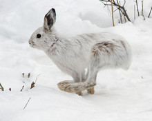 Snowshoe Hare Free Stock Photo - Public Domain Pictures